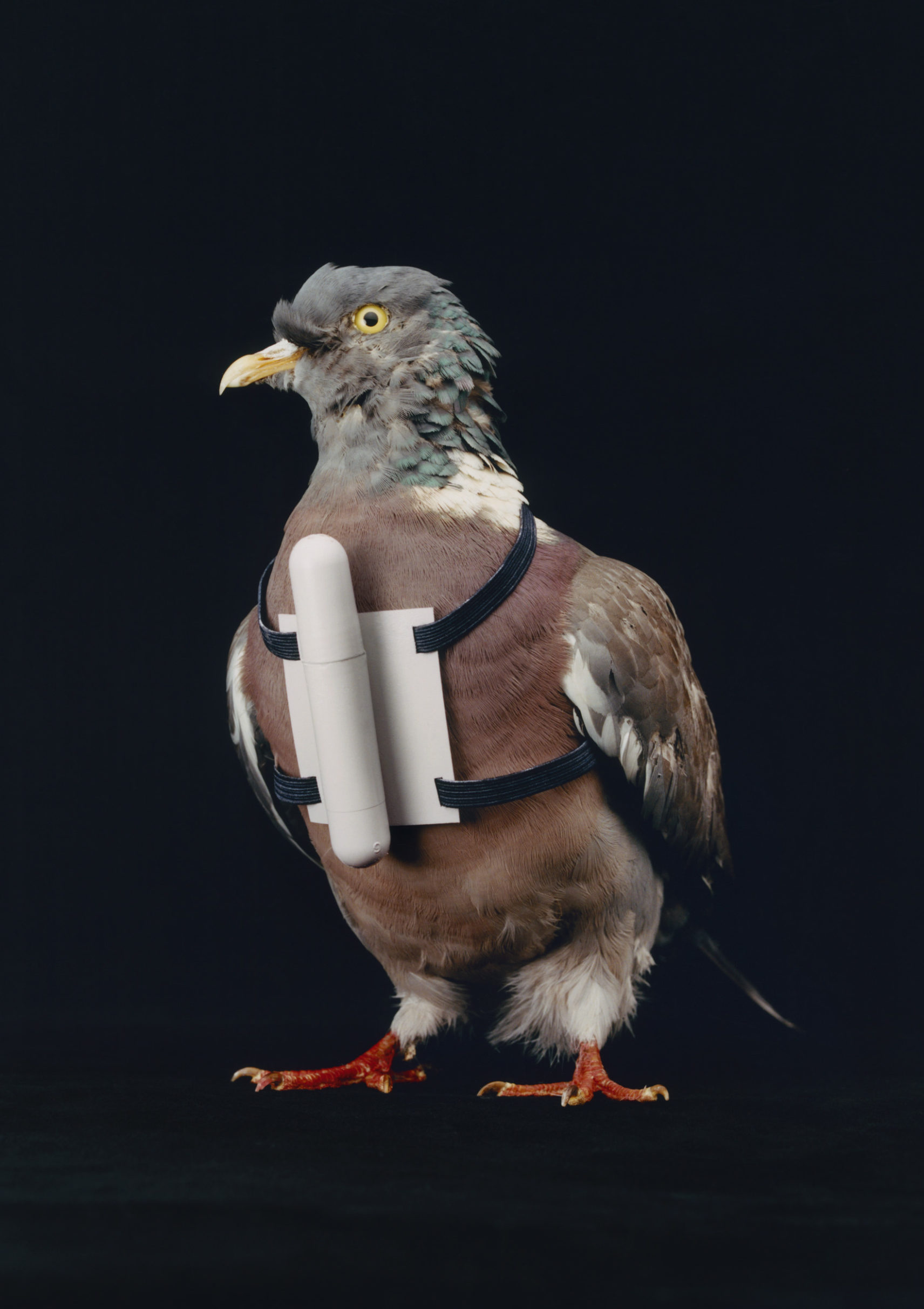 We Will Survive - mudac